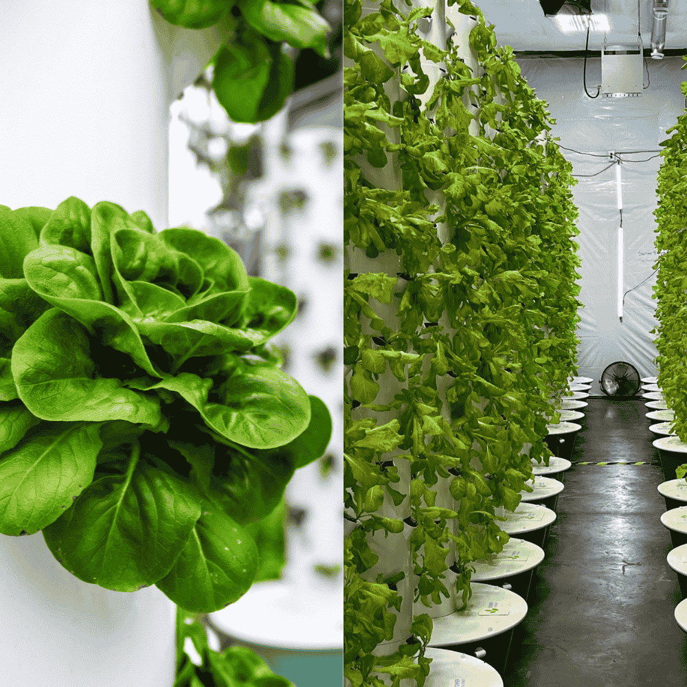 Home - Willow Brook Farms